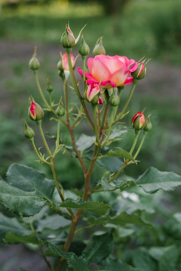 Pink Rose Flower in the Garden in Summer Stock Photo - Image of bloom ...