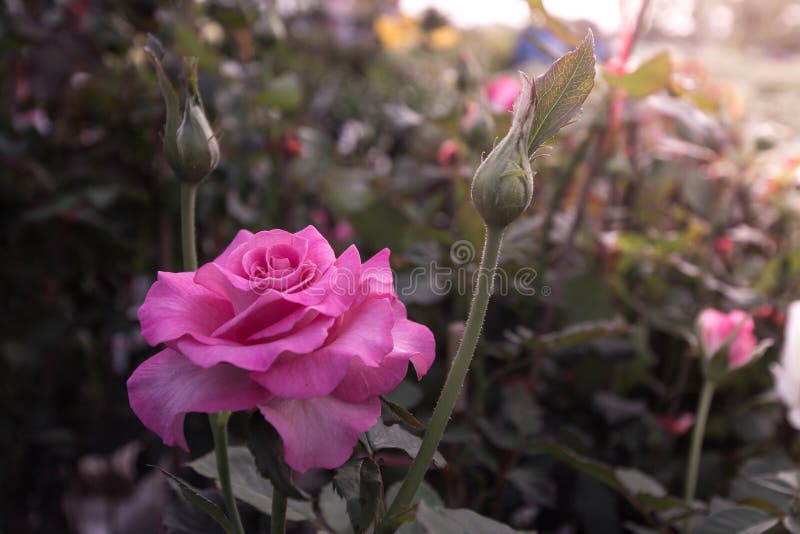Pink rose flower stock image. Image of rose, summer, house - 47718255