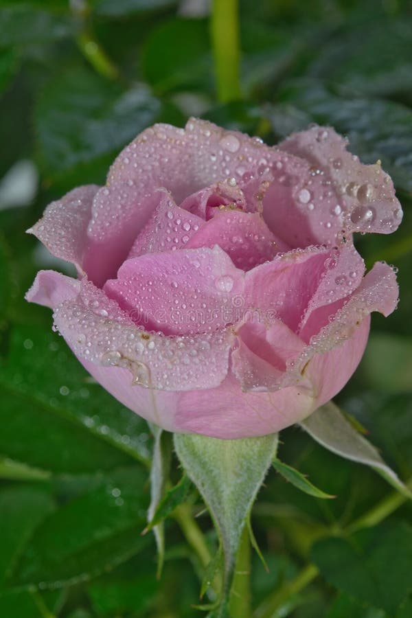 Pink Rose Flower Head. Isolated Stock Photo - Image of beautiful, macro ...