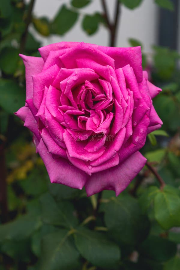 Pink Rose Flower Head, Rosa Stock Photo - Image of summer, springtime ...