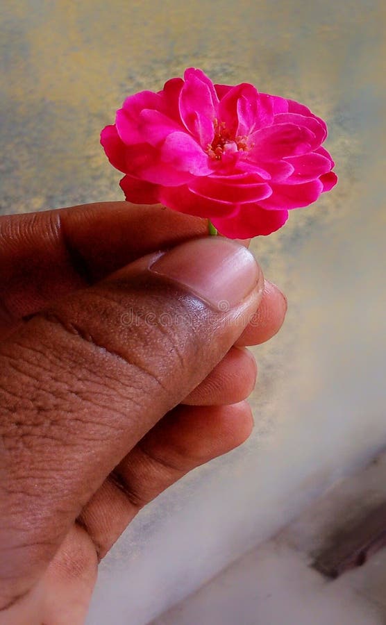The Pink Rose Flower Hold in a Hand. Stock Image - Image of hand ...