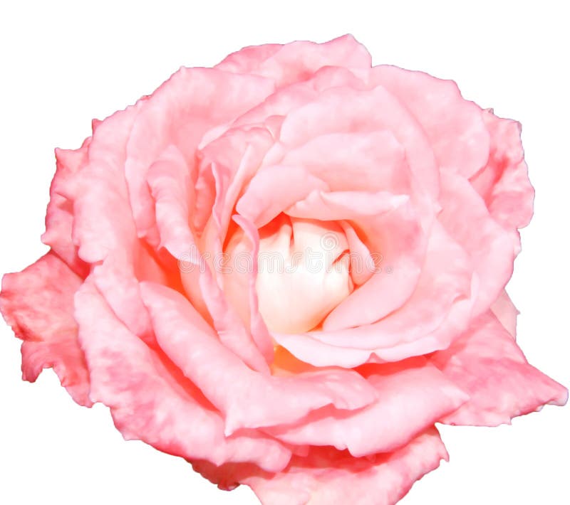 Pink rose flower isolate stock image. Image of isolate - 76566975