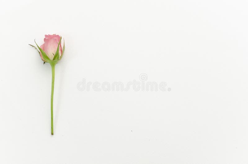 Pink Rose Flower Isolated on Corner. White Background, Copy Space for ...