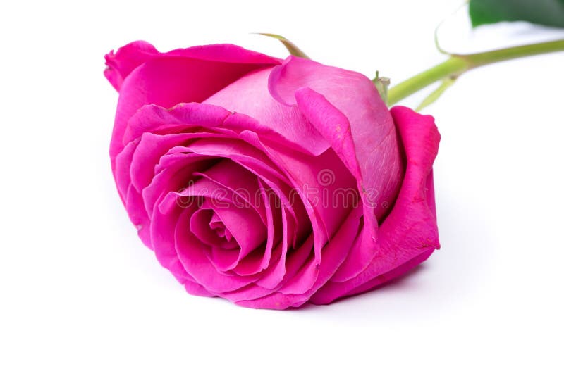 Pink rose flower stock photo. Image of background, nature - 187261594