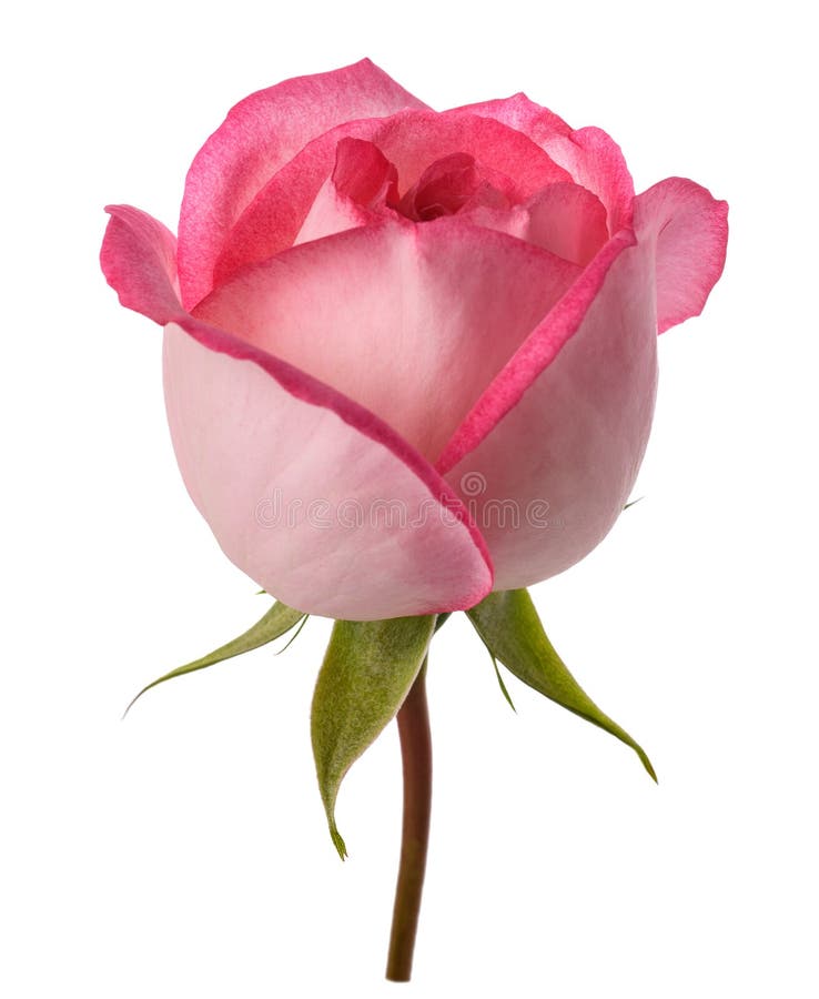 Pink rose flower stock photo. Image of leaf, beauty - 247980440