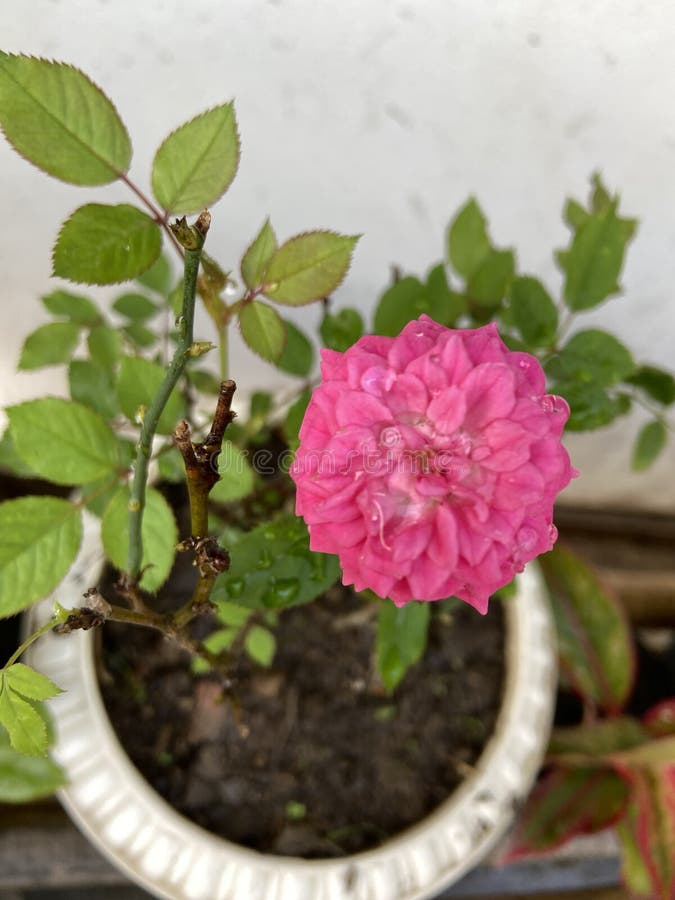 Pink Rose Flower and Leaf in Pot Stock Photo - Image of food, blossom ...