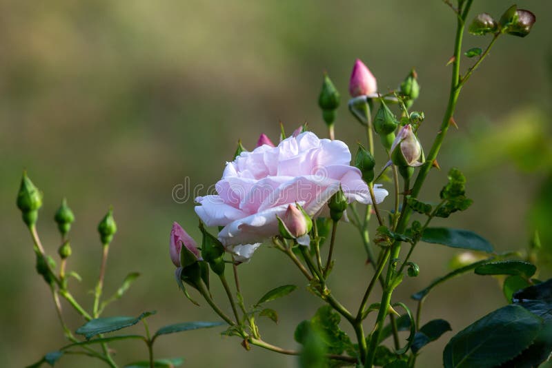 Pink Rose Flower and Many Small Buds Stock Image - Image of petal, rose ...