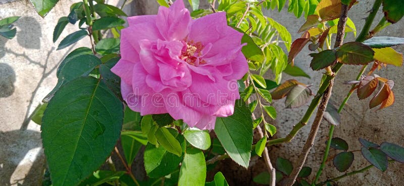 Pink rose flower stock image. Image of rose, flower - 256808045