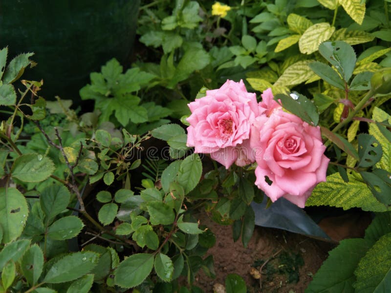 Pink Rose Flower Natural Good Stock Image - Image of natural, pink ...