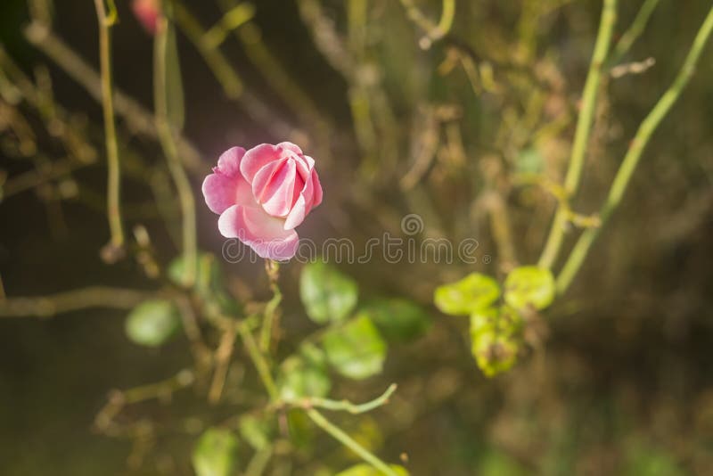 Pink rose flower opening stock photo. Image of opening - 98072118