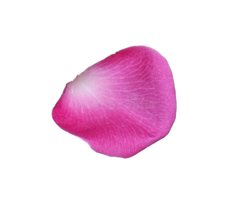 Pink Rose Flower Petal on White Background Stock Image - Image of ...