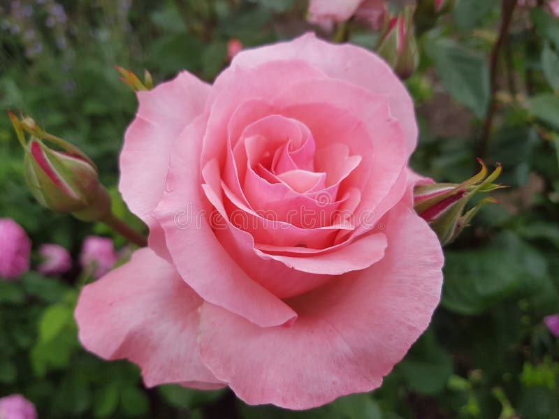 Pink rose flower stock image. Image of photograph, bouquet - 253395021