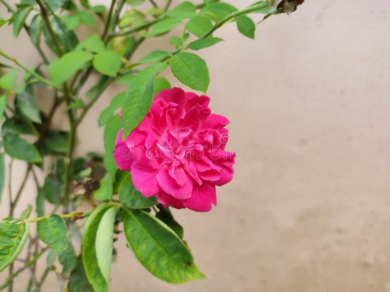 Pink Rose Flower on the Plant in the Garden Stock Image - Image of rose ...