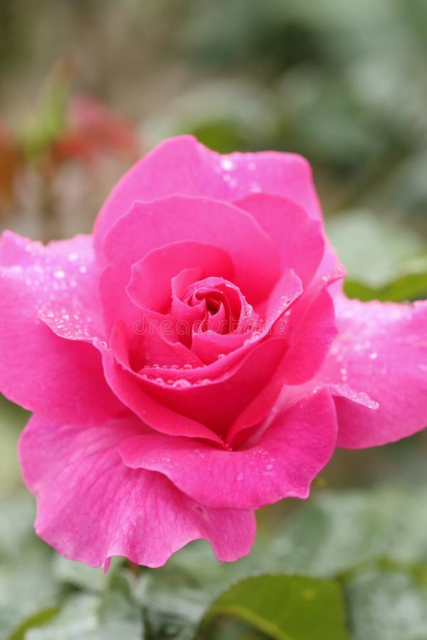 Pink Rose Flower Plant with Water Drop Stock Image - Image of gift ...