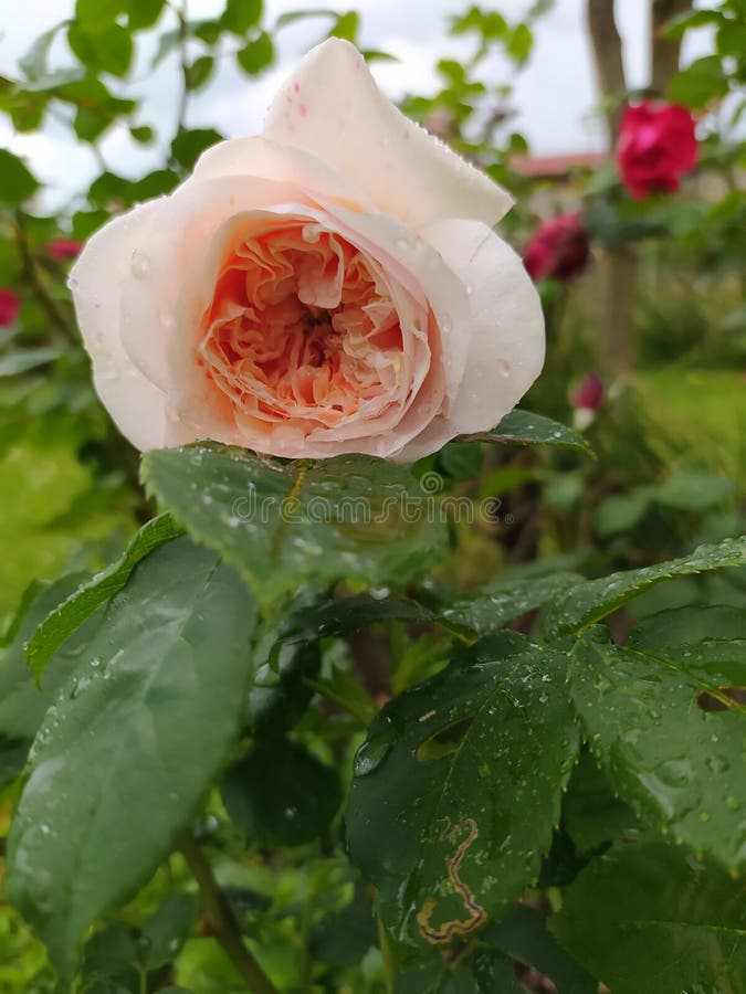 A Pink Rose Flower with Raindrops Stock Image - Image of leaf, blossom ...