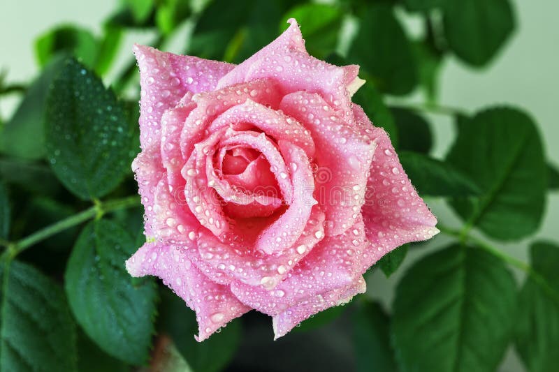 Pink Rose Flower with Raindrops Close Up Stock Photo - Image of ...