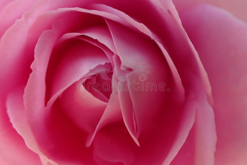 Pink rose flower texture stock image. Image of textile - 290218239