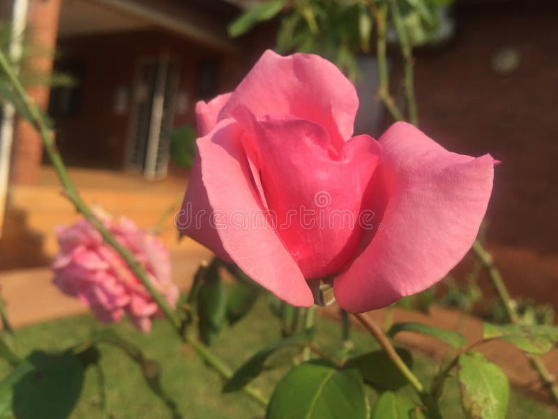 Elegant Deep Pink Rose Flower Stock Image - Image of deep, elegant ...