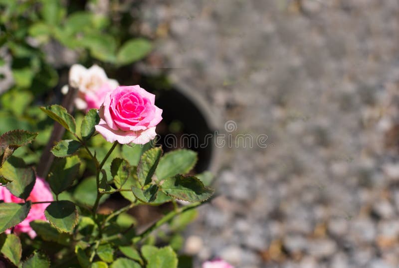 Pink rose flower. stock image. Image of colorful, double - 89258609