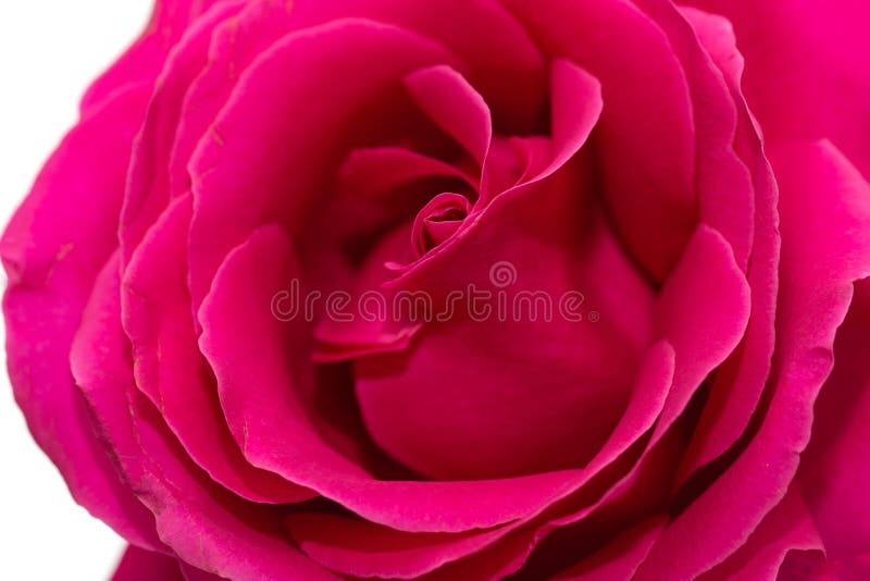 Pink Rose Flower White Background Stock Photo - Image of stem, texture ...