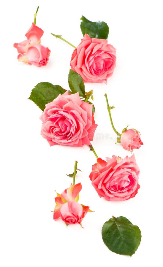 The Pink Rose Flower on White Background Stock Image - Image of garden ...