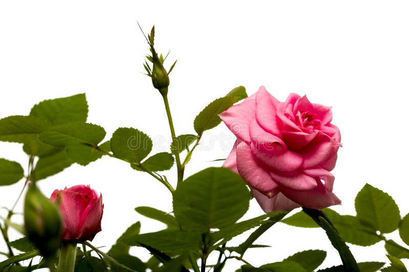 Pink Rose Flower on White Background Stock Photo - Image of pink, green ...