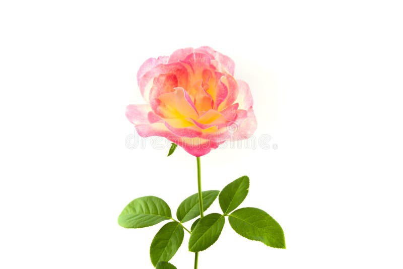 Pink Rose Flower on White Background Stock Photo - Image of flower ...