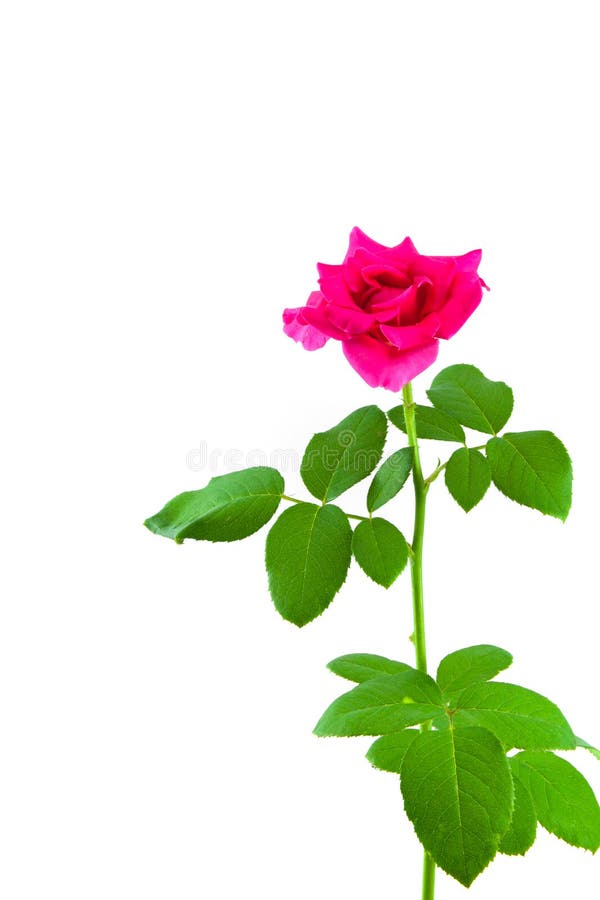 Pink Rose Flower on White Background Stock Photo - Image of nice, white ...