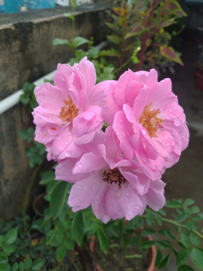 Pink Rose Flowers stock image. Image of petal, pink - 226330081