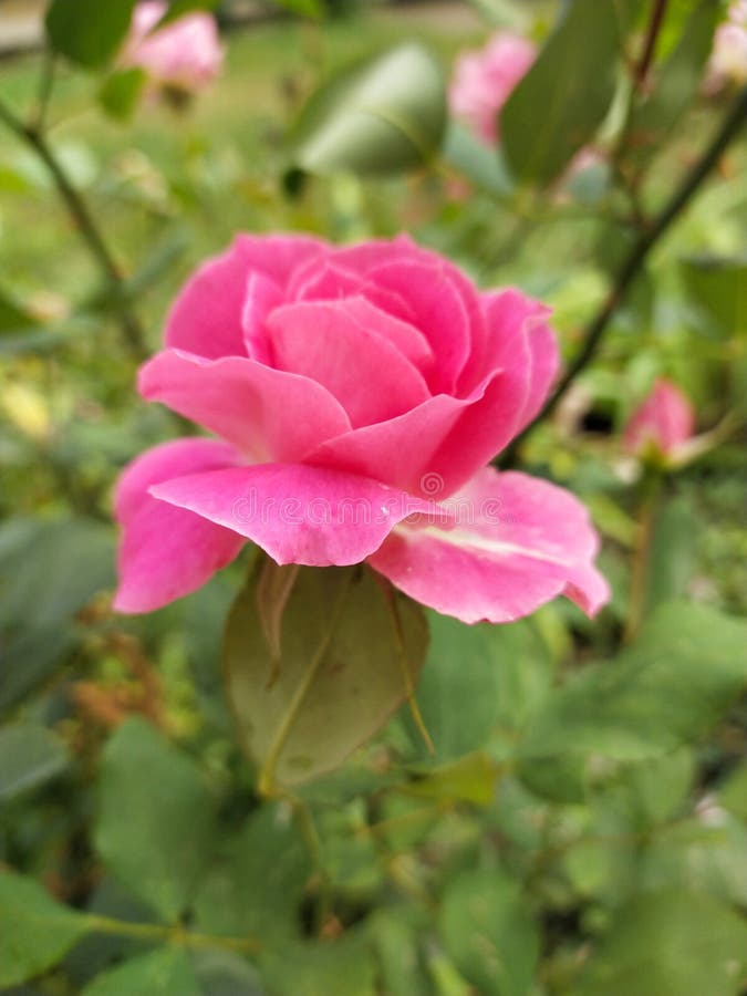 Pink rose flowers stock image. Image of nature, garden - 258813093