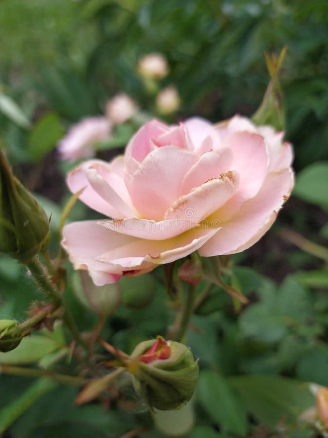 Pink rose flowers stock photo. Image of rose, pink, nature - 280263210