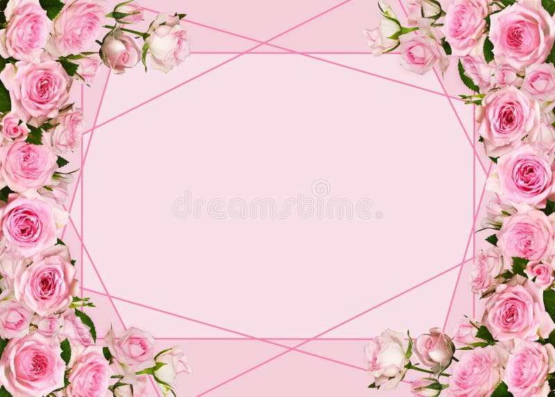 Pink Rose Flowers in a Borders Arrangement with Geometric Frame Stock ...