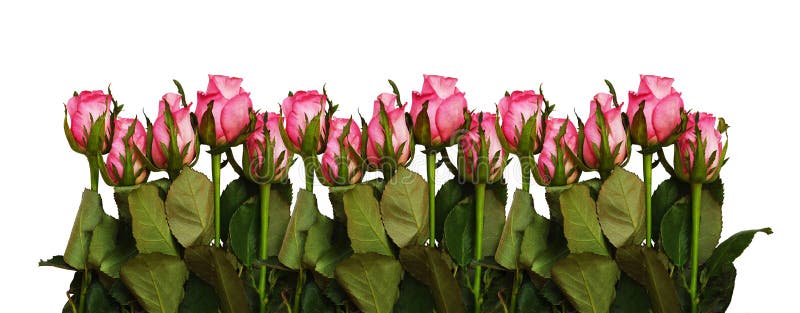 Pink Rose Flowers in a Bottom Border Stock Photo - Image of bouquet ...