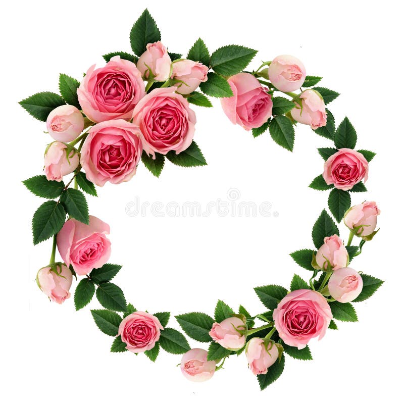 Pink Rose Flowers and Buds Circle Frame Stock Photo - Image of greeting ...