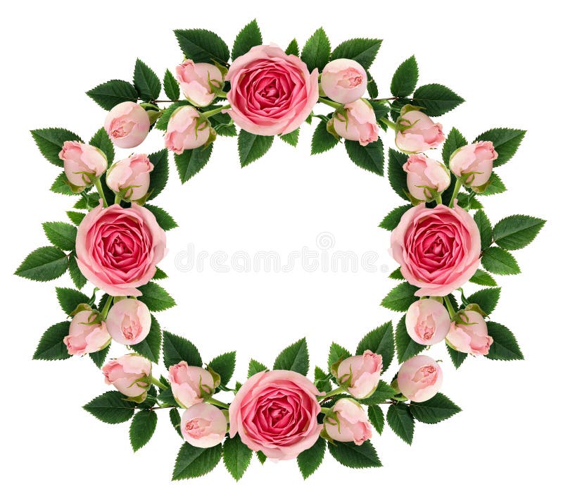 Pink Rose Flowers and Buds Round Frame Stock Image - Image of greeting ...