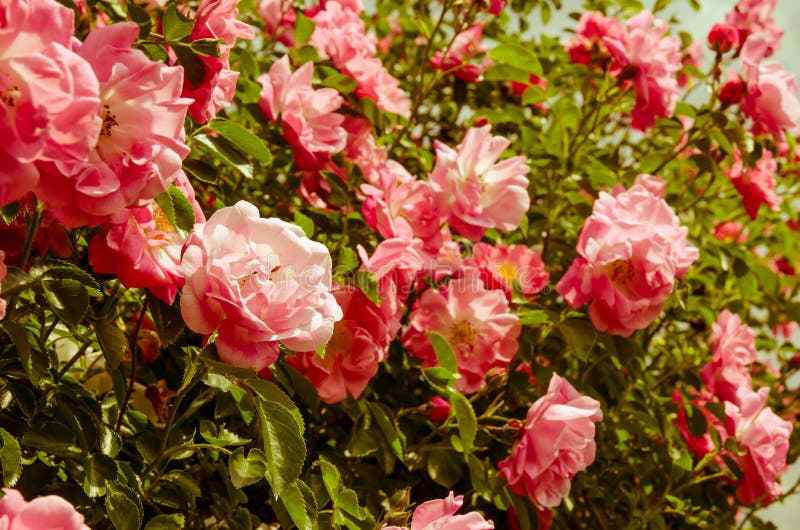 Pink rose flowers bush stock image. Image of summer, bush - 74970457
