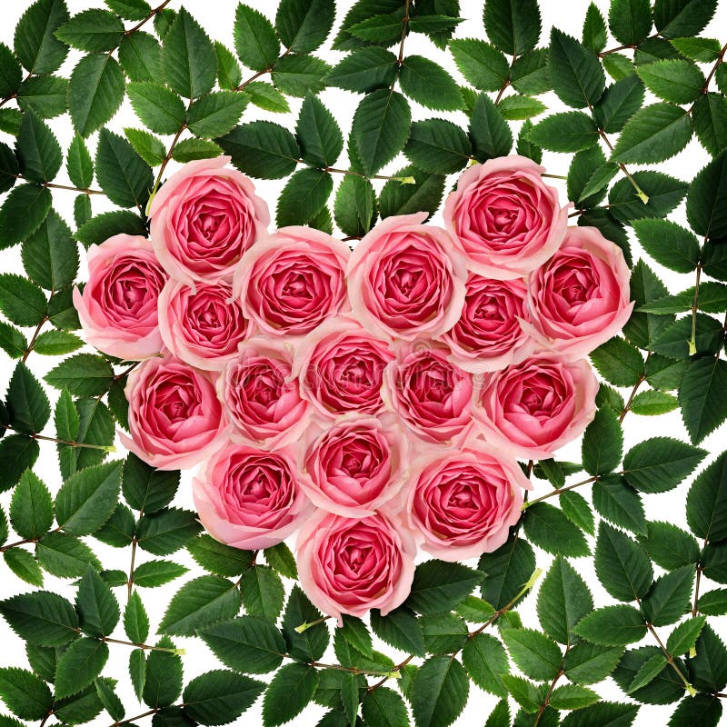 Pink Rose Flowers Corner Arrangement Stock Image - Image of corner ...