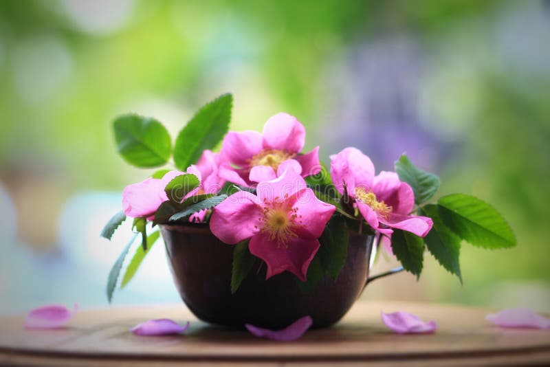 Wild Rose Entwined Around A Cross Stock Photo - Image of church ...