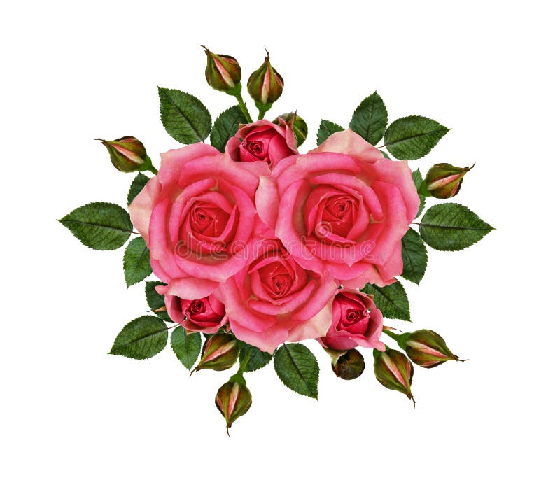 Pink Rose Flowers in a Floral Composition Isolated Stock Image - Image ...
