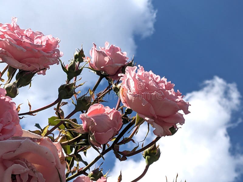 Pink Rose FLowers on a Plant with a Blue Sky and White Cloud Background ...