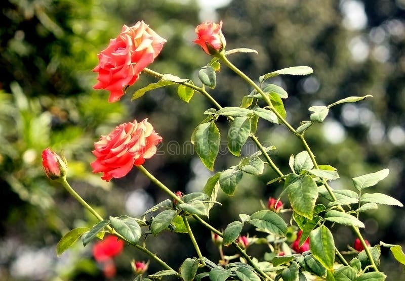 Pink Rose Flowers in Spring Stock Photo - Image of gardens, rose: 155580796