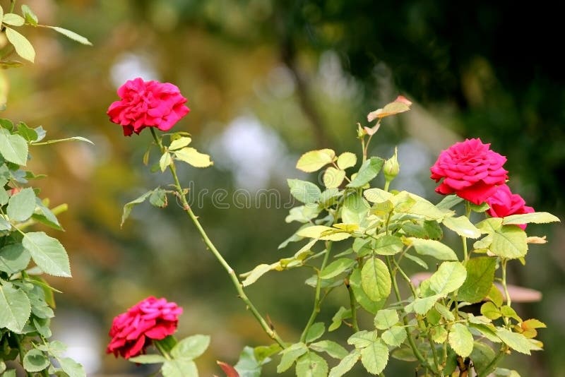 Pink Rose Flowers in Spring Stock Image - Image of redrose, green ...
