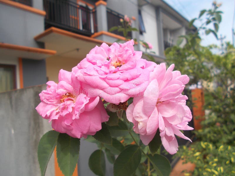 Pink rose flowers stock image. Image of fragrance, backyard - 99668837