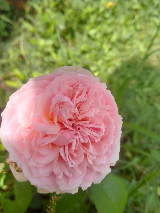 Pink rose fower stock photo. Image of beautiful, plant - 281162162