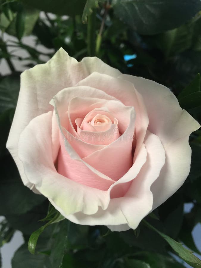 Pink Rose stock photo. Image of pink, rosesbirthday, rosebouquet - 97633216