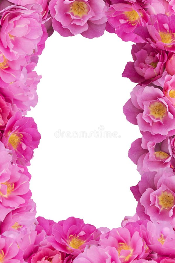 Hot Pink Roses. Border stock image. Image of flower, freshness - 38934037