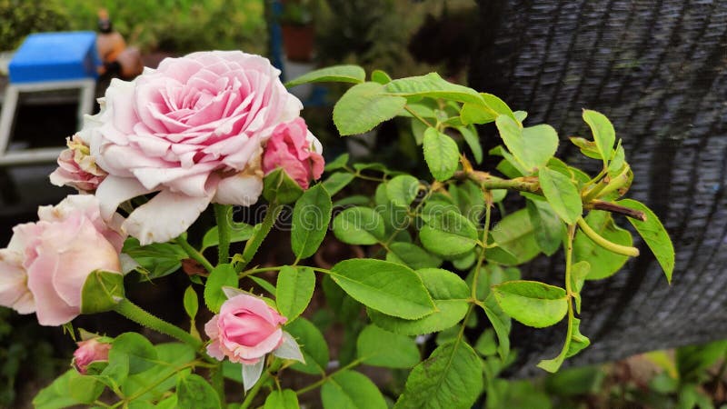 3 pink rose fresh stock photo. Image of fresh, plant - 276096856