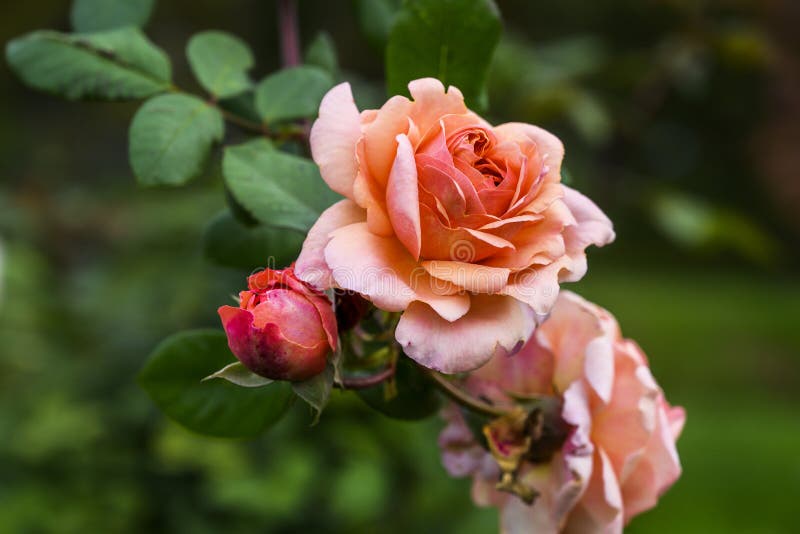 Pink rose in full bloom stock photo. Image of bunch - 201415558