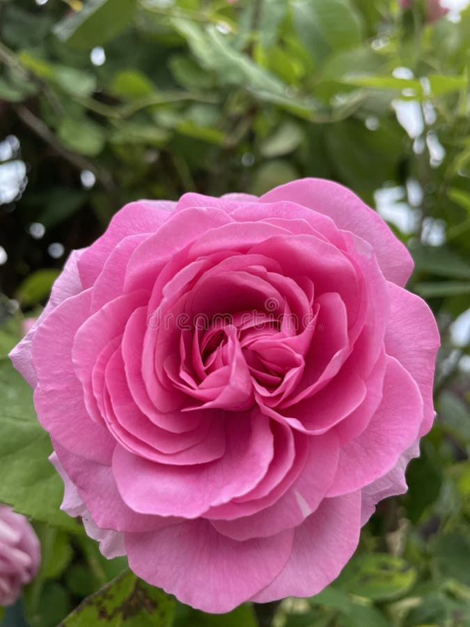 A Pink Rose, in Full Bloom Growing in the Wild Stock Image - Image of ...
