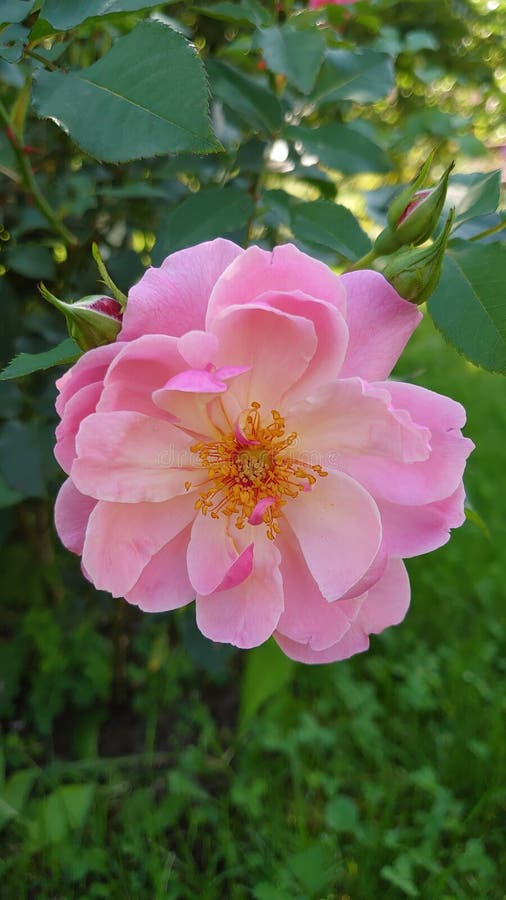 Pink Rose in Full Bloom - Pollination Stock Photo - Image of rose ...